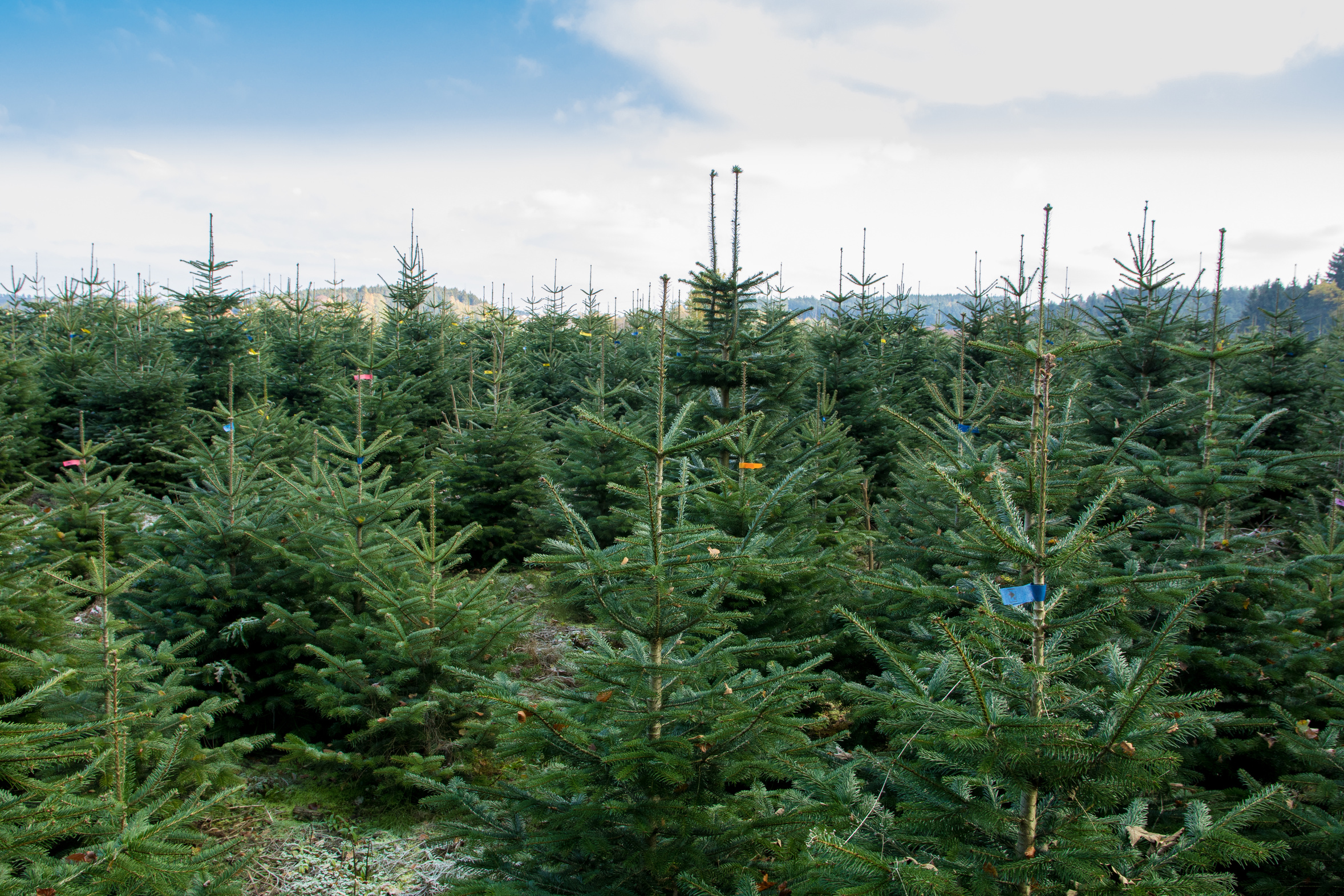GFA - GFA Certification creates FSC standard for ecological Christmas trees