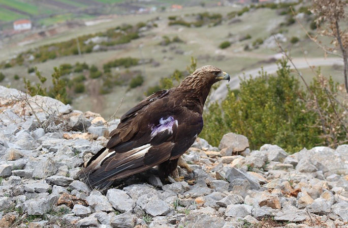 are there eagles in albania