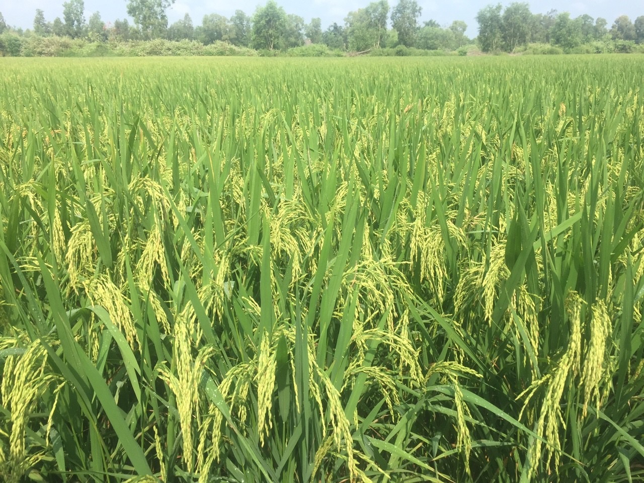 GFA - NEW PROJECT IN VIETNAM: SUPPORTING THE BUSINESS CAPACITIES OF THE ...