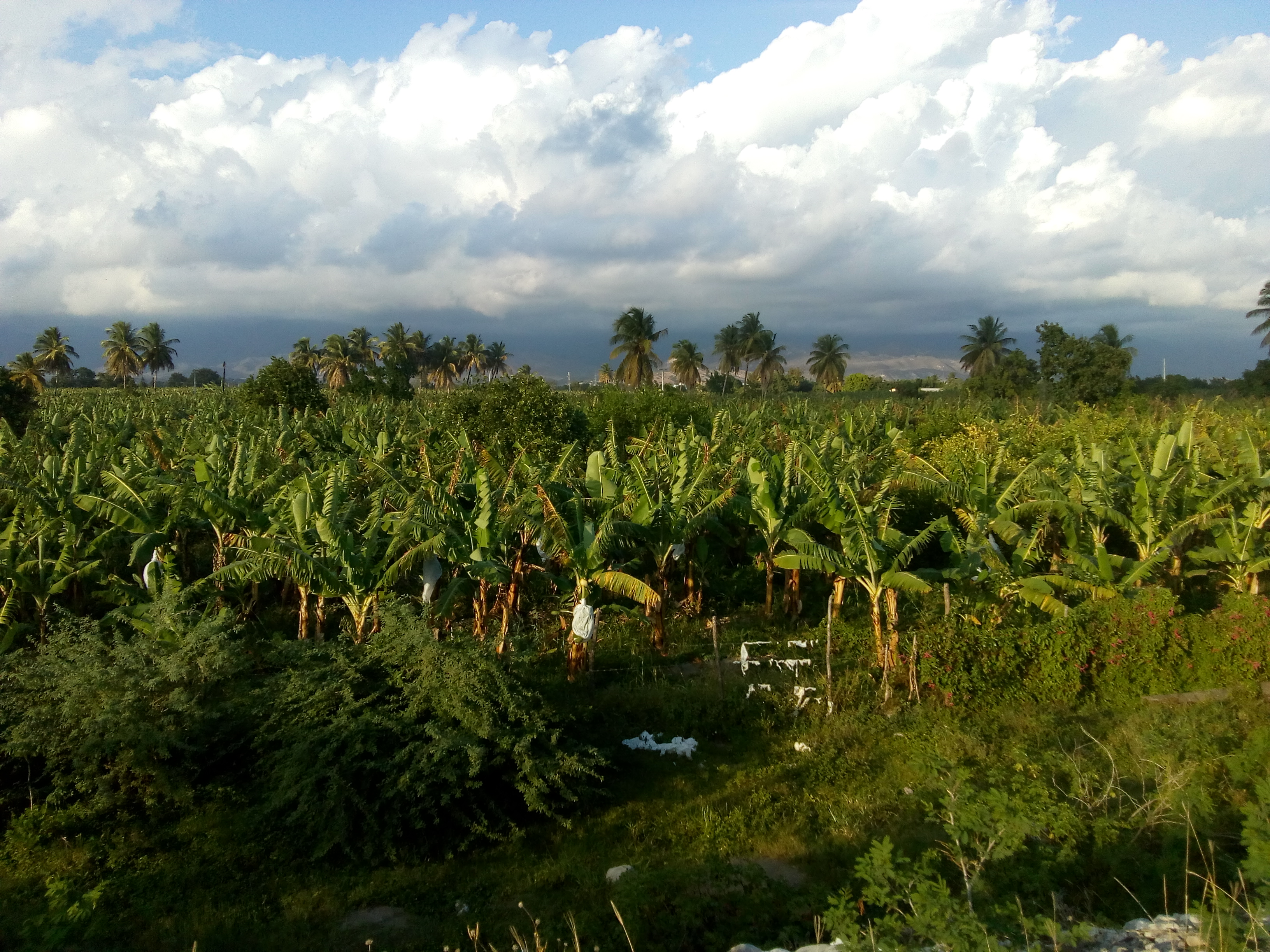 GFA Projects - Costa Rica, Dominican Republic - From farm to fork ...